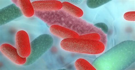 Inilah Beberapa Bakteri Penyebab Penyakit Yang Ada Di Kolam Renang