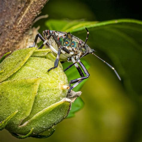 Shield Bug By Chavender Ephotozine