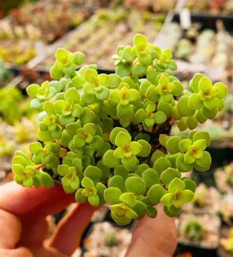 Sedum Ogon Succulent Guide
