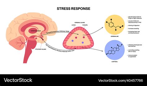 Stress Response System Royalty Free Vector Image