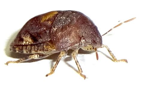 Shield Backed Bug Stethaulax Marmorata Bugguidenet