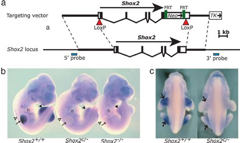 Conditional Deletion Of The Shox2 Gene In Limbs A Diagram Of Both