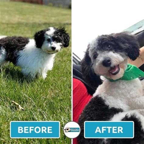 Short Cockapoo Haircut Styles 17 Before And After Photos