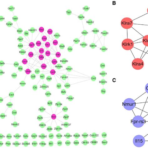 Ppi Networks A Ppi Network With 118 Nodes Pink Nodes Represent The Download Scientific
