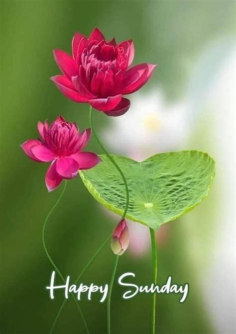 Pin On สวัสดี In 2024 Good Morning Flowers Pictures Happy Sunday