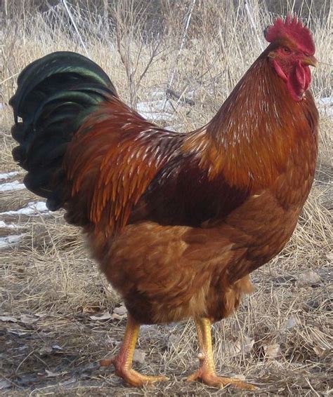 Chicken Breed Focus New Hampshire Backyard Chickens Learn How To