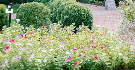 푸른 나무와 분홍색 꽃 사진 Unsplash의 무료 바깥 이미지