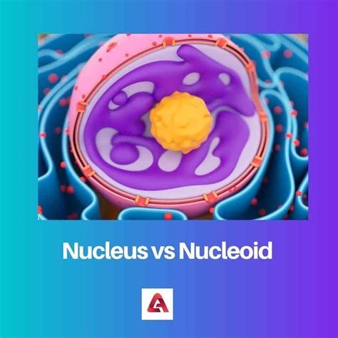 Nucleus Vs Nucleoid Sự Khác Biệt Và So Sánh