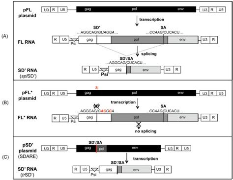 Schematic Representation Of Viral Constructs And Rna Expression The
