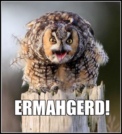 20 Hilariously Adorable Owl Memes