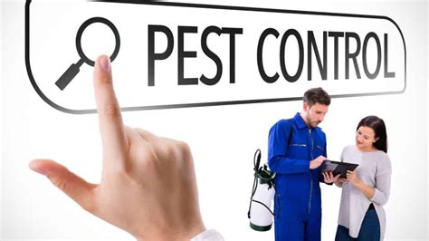 Silverfish Vs Termites Everything You Need To Know School Of Bugs