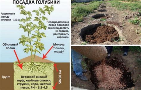 Голубика Нортланд. Описание сорта, фото, отзывы