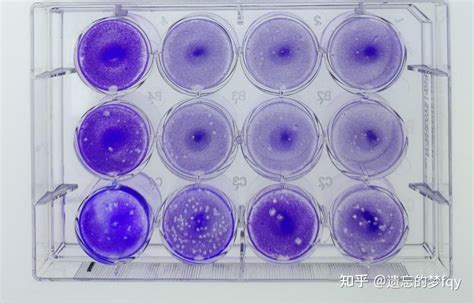 配制结晶紫 知乎