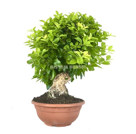 Durantha Repens Aurea Bonsai 18 Years Duranta Plastic Pot