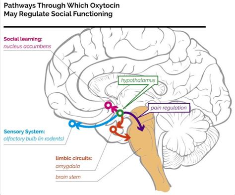 Oxytocin What Is The Love Hormone And How To Increase It