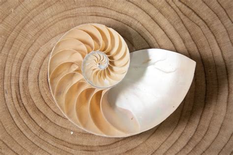 궁극의 디자인 황금비 가이드 Shutterstock 블로그 한국어