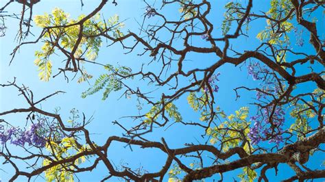 The Paddy Processing Powerhouse Revolutionizing Rice Production Rice21 Grain Processing News