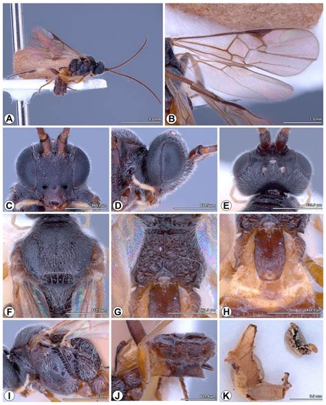 Microplitis Manilae Ashmead Hymenoptera Braconidae Biology