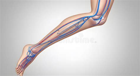 Detailed 3d Model Of Human Leg Anatomy Showing Circulatory System Veins And Arteries Stock