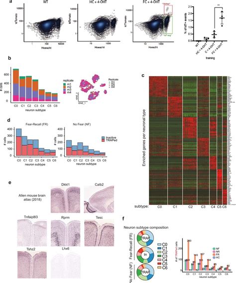 Distribution Of Cell Numbers And Neuronal Subtypes Across Various