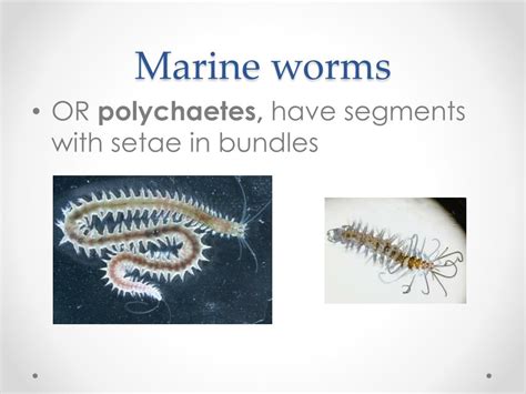 Ppt Segmented Worms Powerpoint Presentation Free Download Id 2360963