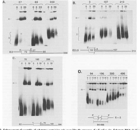 Spliceosome Assembly Pathway Semantic Scholar