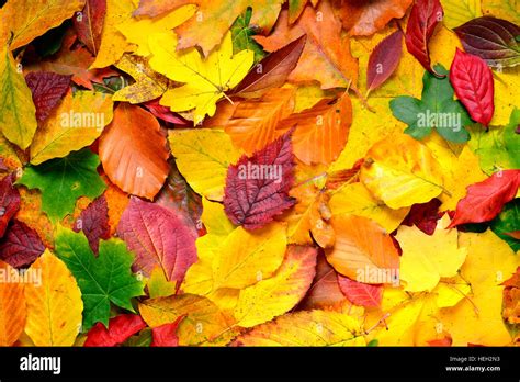 Herbstblaetter hi-res stock photography and images - Alamy