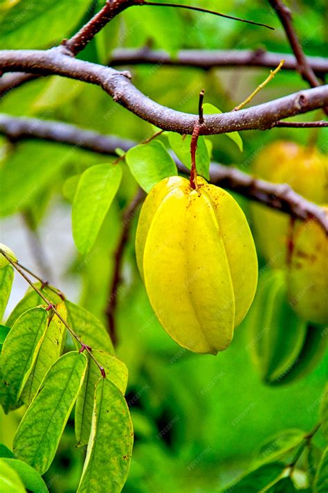 Premium Photo Star Apple Fruit On The Tree