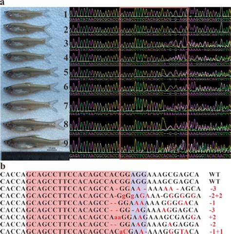 Efficient Disruption Analysis Of Mstn Genes By CRISPR Cas In C Download Scientific Diagram