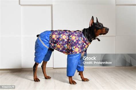 추운 계절에 산책 따뜻한 옷에 아름 다운 젊은 도버 맨은 흰색 질감 벽 측면 보기 프로필에 대 한 라미네이트 바닥에 서 있다