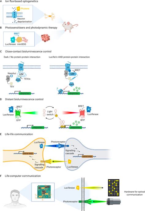 Figure 2 From Bioluminescence Driven Optogenetics Semantic Scholar