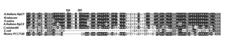3 sequence alignment of γ subunits from different organisms higher