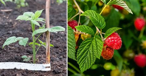 How To Grow Raspberry Step By Step Planting To Harvest