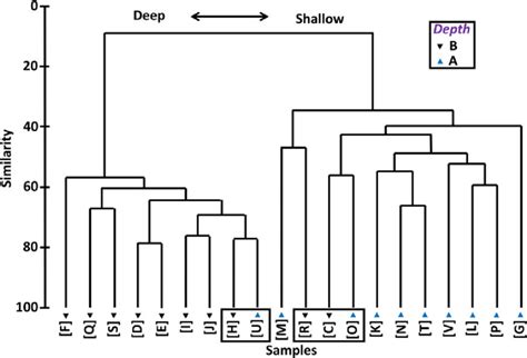 Dendrogram Cluster Analysis Of The Top 100 Compounds From Dendrilla