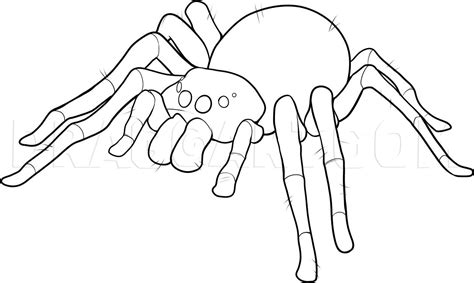 How To Draw A Tarantula Step By Step Click Here For More Face Drawing