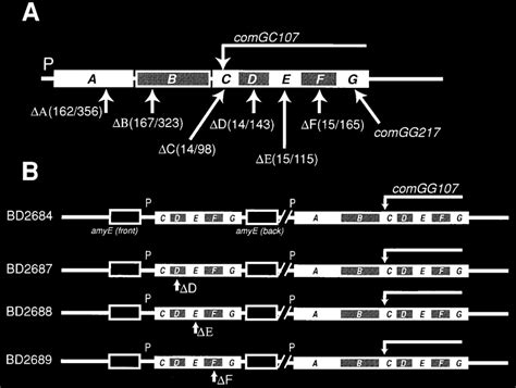 Genotypes Of Strains Used For The Complementation Experiments A The