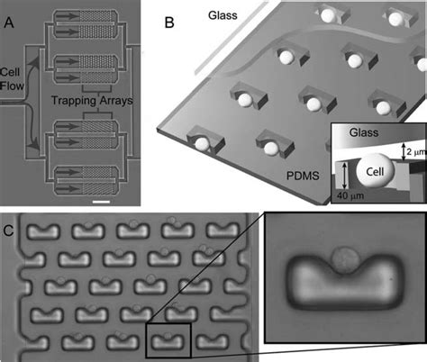 24 Hydrodynamic Single Cell Trapping Arrays Taken From Carlo Et Al Download Scientific