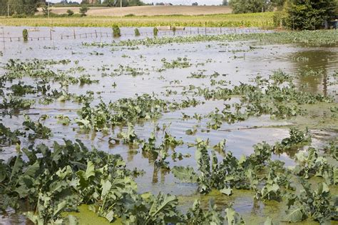 Flooded Crops Stock Image C0258031 Science Photo Library