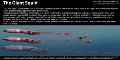 Giant Squid Tentacles Giant Squid Tentacles Wild Catch Ebagbg