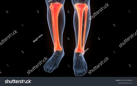 Human Skeleton System Tibia Fibula Bone Stock Illustration Shutterstock