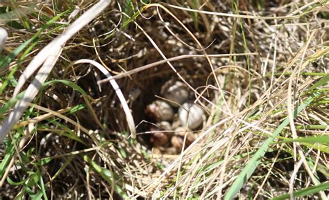 Grasshopper Sparrow Nest Chippewa Prairie Mn C Flickr Grasshopper Sparrow Nest Chippewa Prairie Mn C Flickr