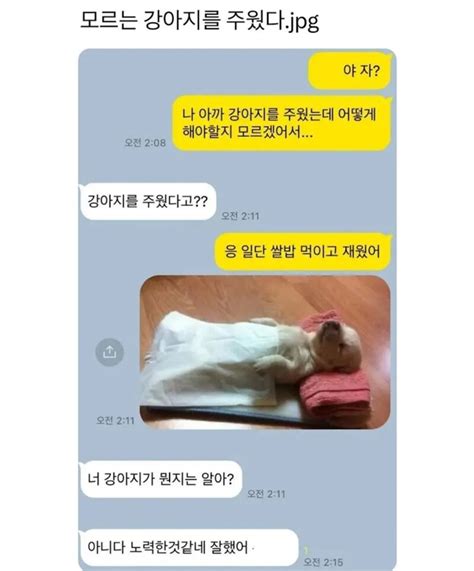 모르는 강아지를 주웠다  유머 움짤 이슈 에펨코리아