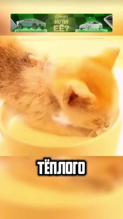 МАМА КОШКА ОТКАЗАЛАСЬ ОТ СВОЕГО КОТЁНОЧКА🥺 Youtube