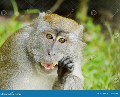 Monkey Biting A Coconut Stock Image Image Of Flora Hunt 36136705