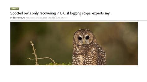 Spotted Owls Only Recovering If Logging Stops Wilderness Committee