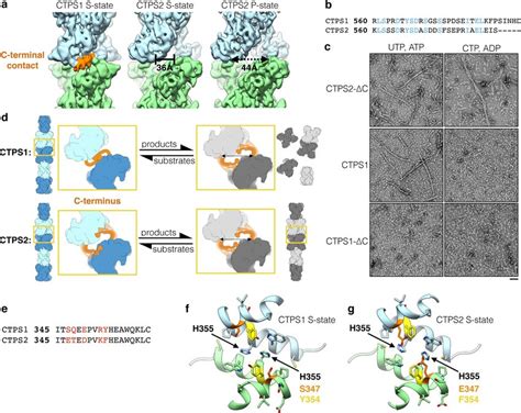 The Ctps1 C Terminus Is Required For Filament Formation A Cryoem Maps