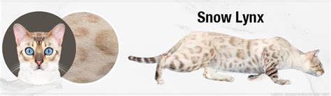 A Deep Dive Into Bengal Cat Coat Colors And Patterns Unraveling The