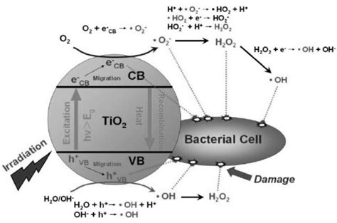 Photocatalytic Scheme Of TiO Download Scientific Diagram