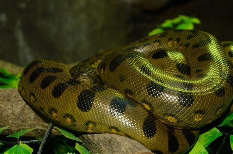 Green Anaconda 13 Year Old Green Anaconda Dil Dies At Green Anaconda 13 Year Old Green Anaconda Dil Dies At