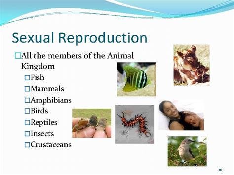 Asexual Vs Sexual Reproduction Asexual Reproduction Requires